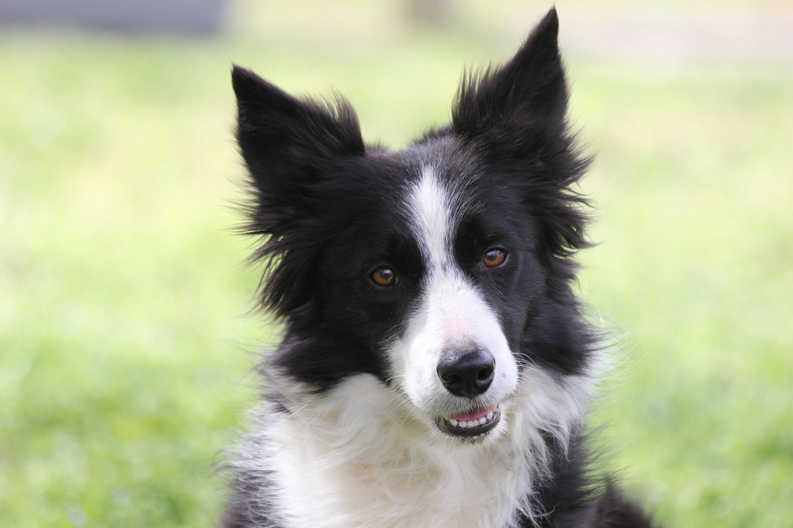 Humane Geese Removal Working With Border Collies | Goose Masters
